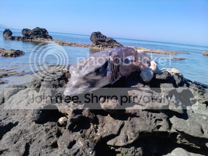 Μια μικρη ψαρια και ενα εξωγηινο πλασμα - SpearFishingForum.gr