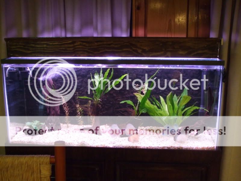 Planting my 4ft discus tank? | The Planted Tank Forum